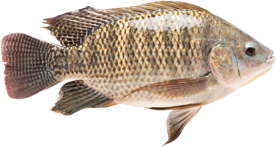 PanenQu